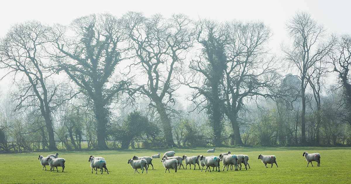 Durrants Estate Agents – Estate Agents in Norfolk and Suffolk